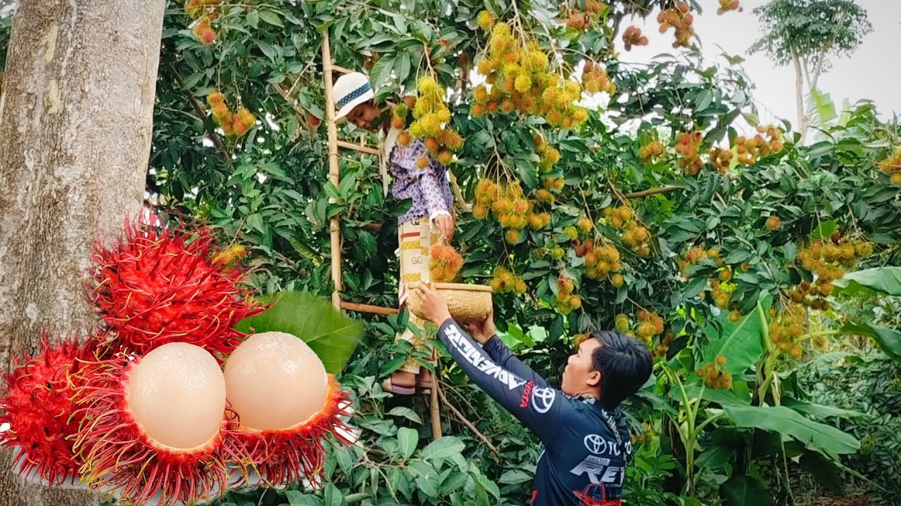 Rambutan Season | Sweet Rambutan Farm - YouTube