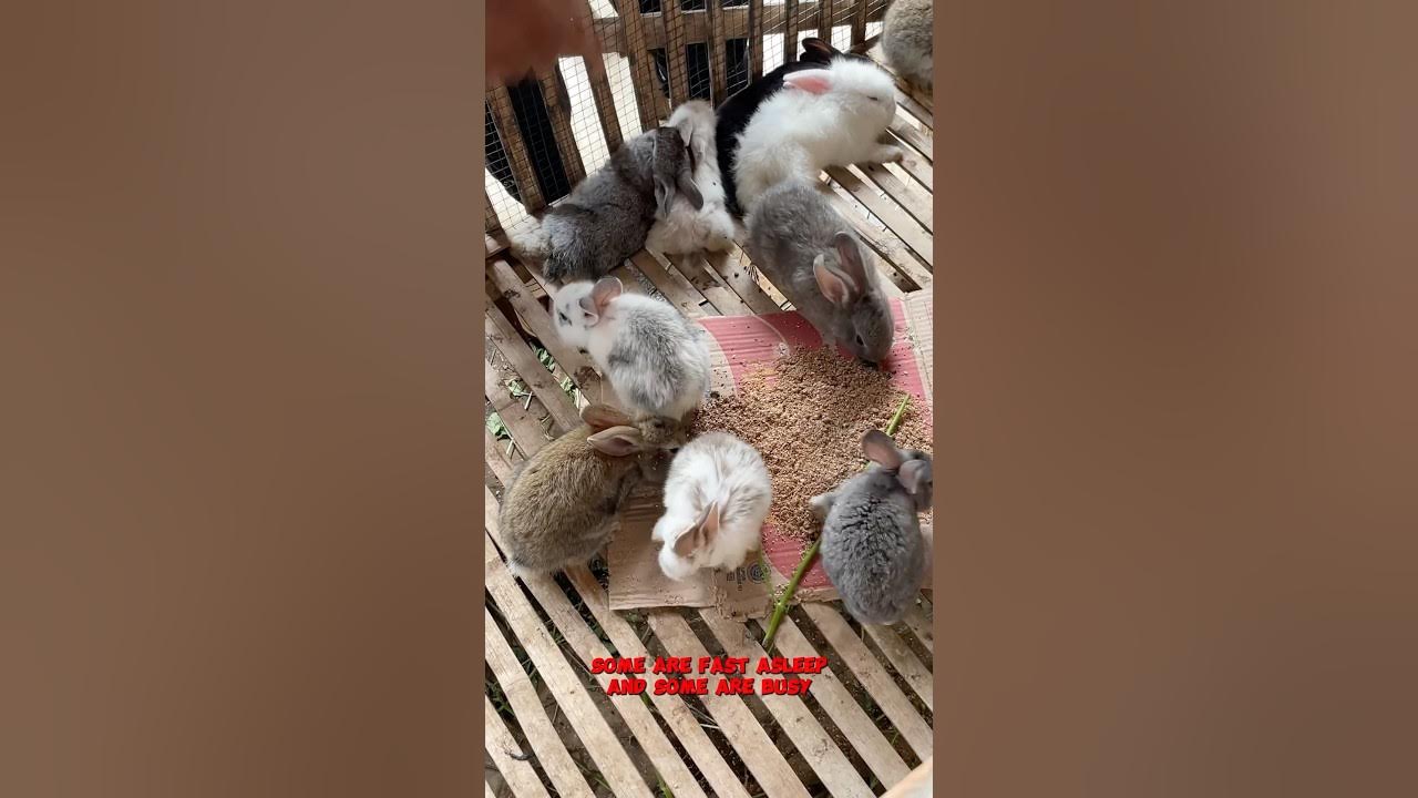 How adorable these rabbits puppies are🥰#rabbit #rabbitfarm #rabbitmarket #rabbits - YouTube
