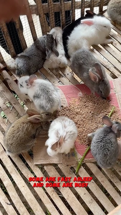 How adorable these rabbits puppies are🥰#rabbit #rabbitfarm #rabbitmarket #rabbits - YouTube