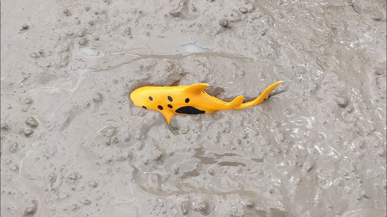 Cleaning Marine Animals, Shark, Octopus, Frog, Seals, Turtle, Lobster ...