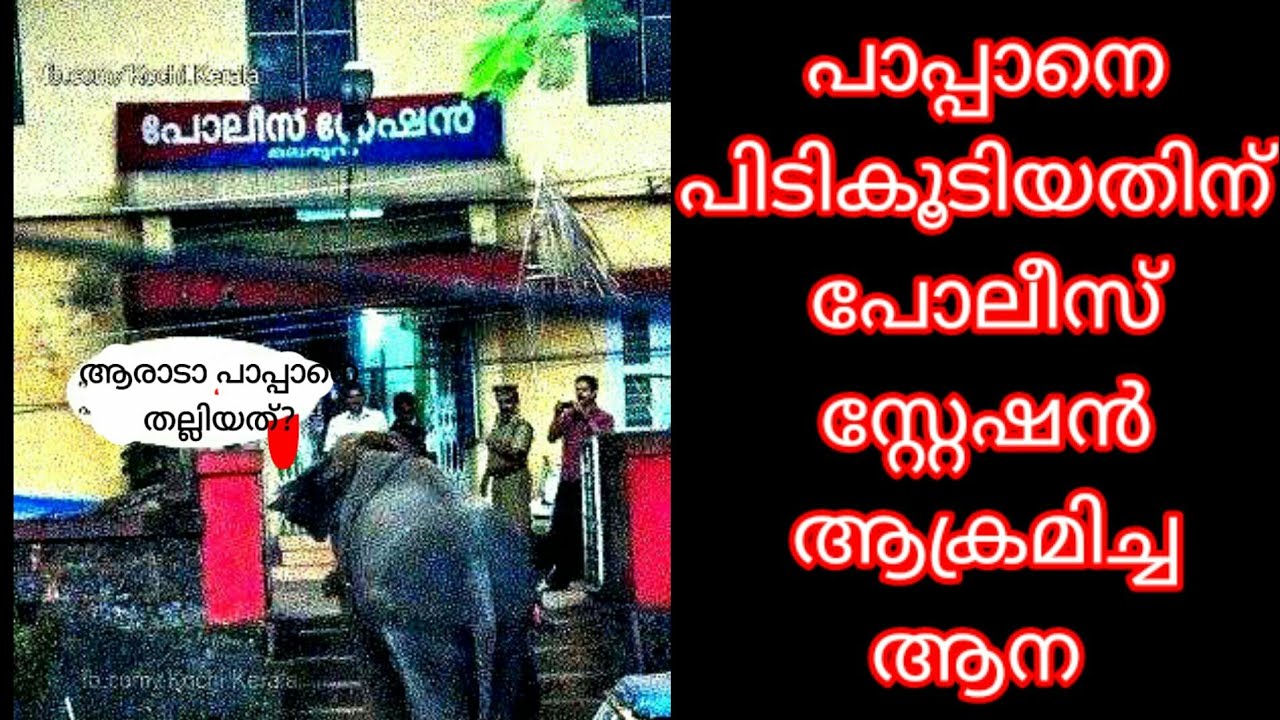 പോലീസ് സ്റ്റേഷൻ ആക്രമിച്ച് പാപ്പാനെ രക്ഷിച്ച ആന ആല സോമൻ | Aala Soman ...