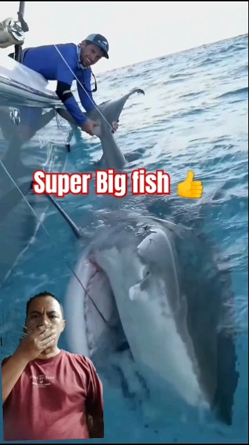 Super Big Fish #short # #shark # #dolphin #bigfish - YouTube