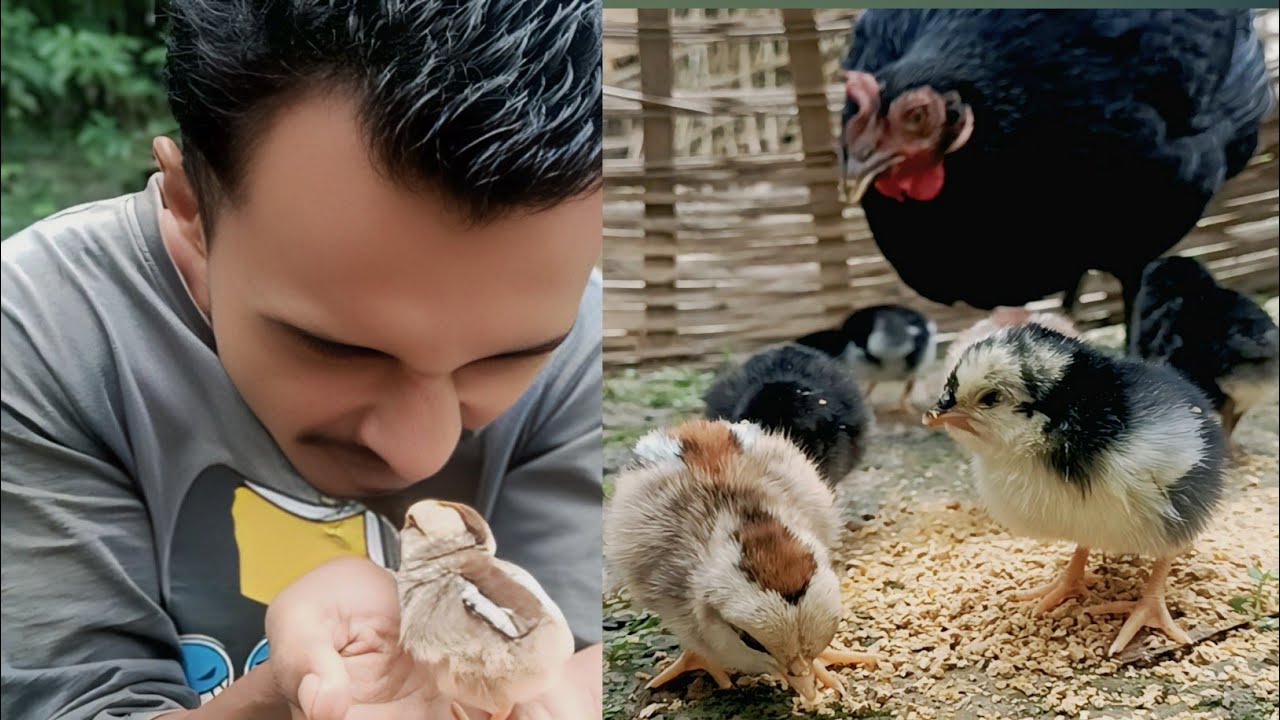 Our baby free-range chicks have arrived! - YouTube
