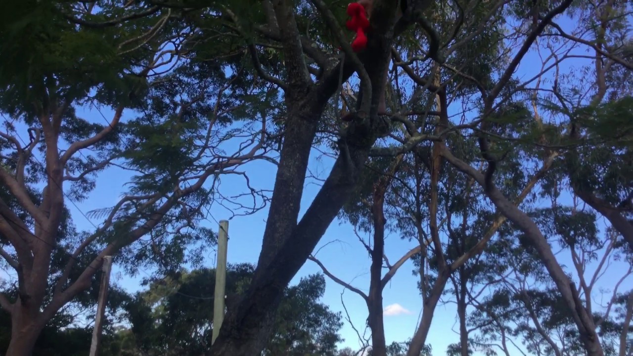 elmo jumps off a tree - YouTube