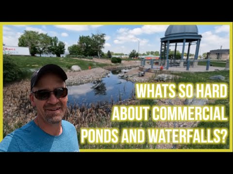 Commercial ponds are a little different... - YouTube