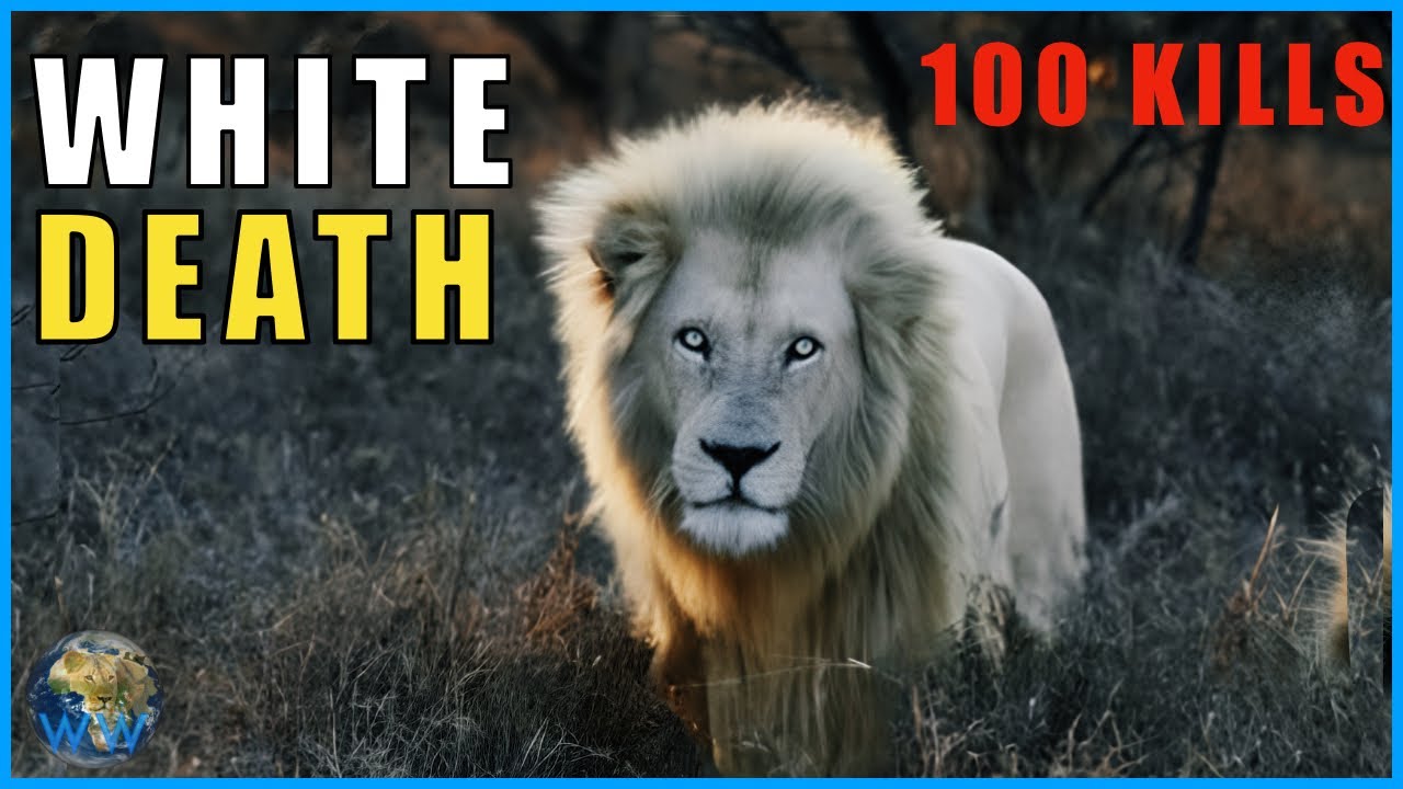 Chiengi Charlie: The Deadly White Lion - YouTube