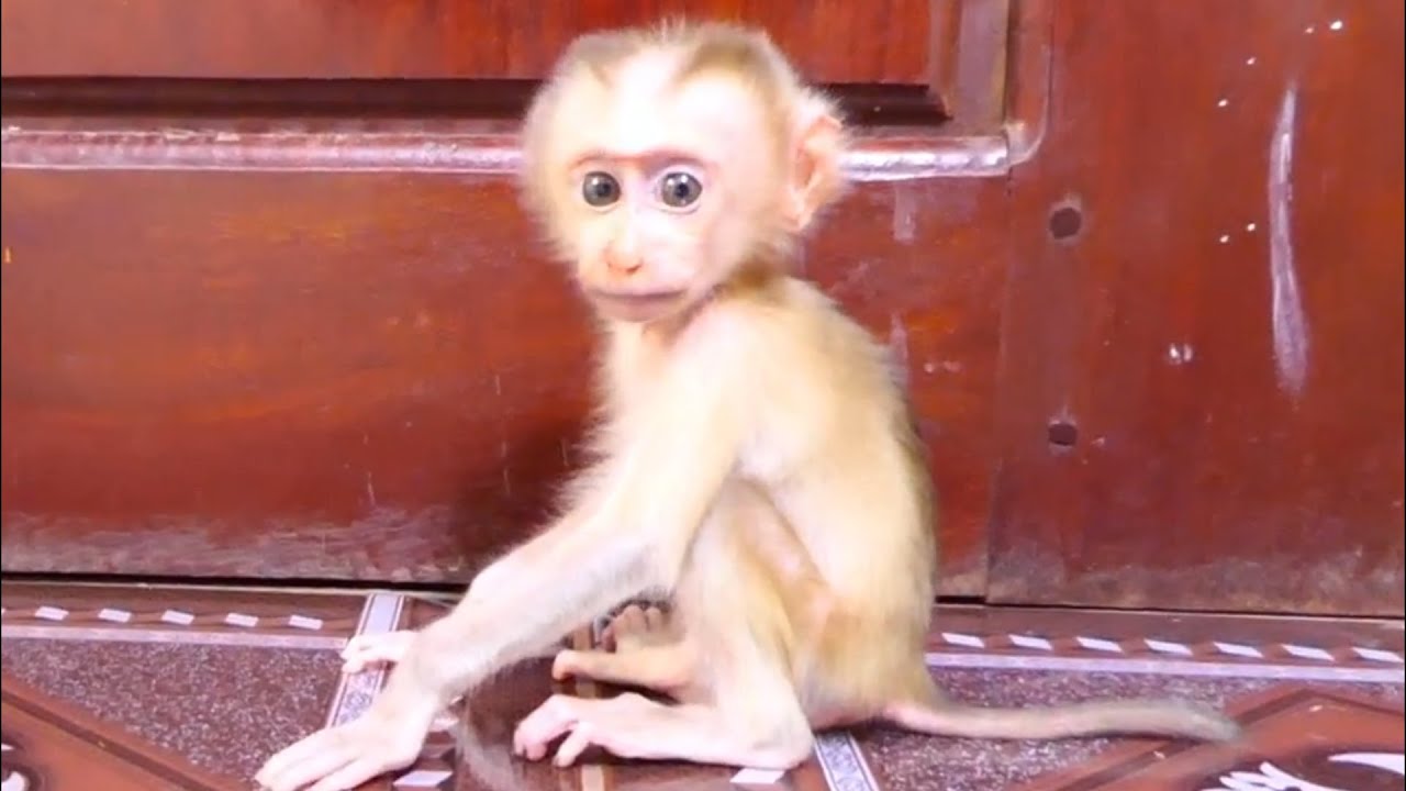 ADORABLE JESSE SITING NEXT TO DOOR LOOKING FOR MOM - YouTube