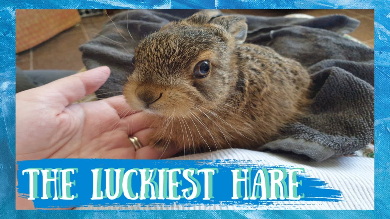 THE LUCKIEST HARE | The Rabbit Sanctuary Australia - YouTube