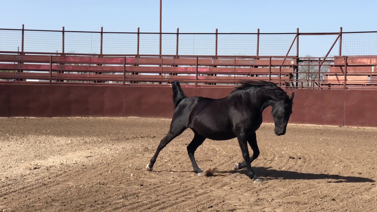 Black Saddlebred Mare “La Mariposa Negra” - YouTube