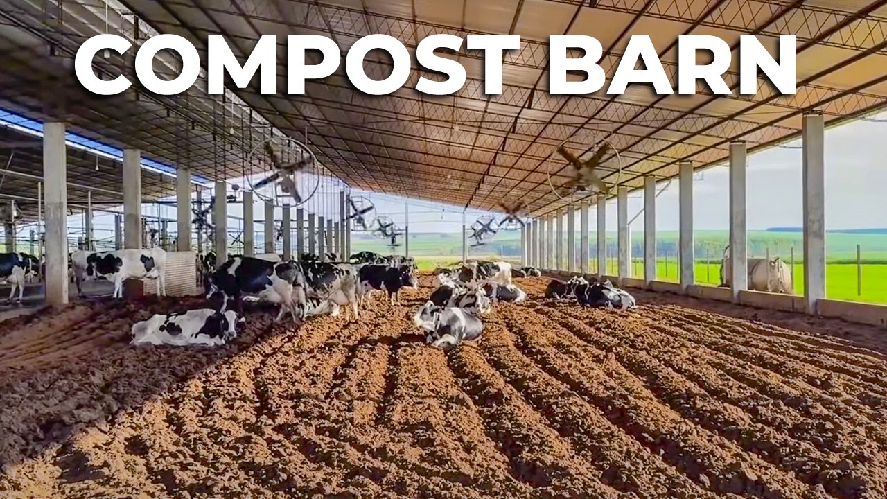11,000 LITERS OF MILK PER DAY WITH 300 COWS IN A COMPOST BARN SYSTEM IN ...