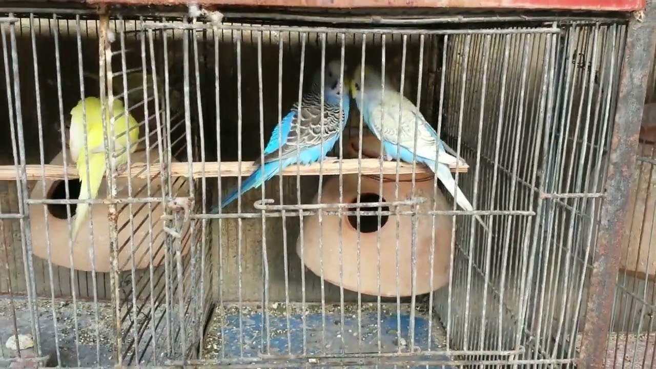 Budgies Male Mating Nahi Kar Raha Madi Tayar Hai Phir Bhi In Urdu Hindi budgies-male-mating-nahi-kar-raha-madi-tayar-hai-phir-bhi-in-urdu-hindi