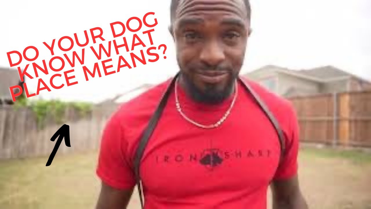 How To Teach Dog Place Command!!! Game Changer - YouTube