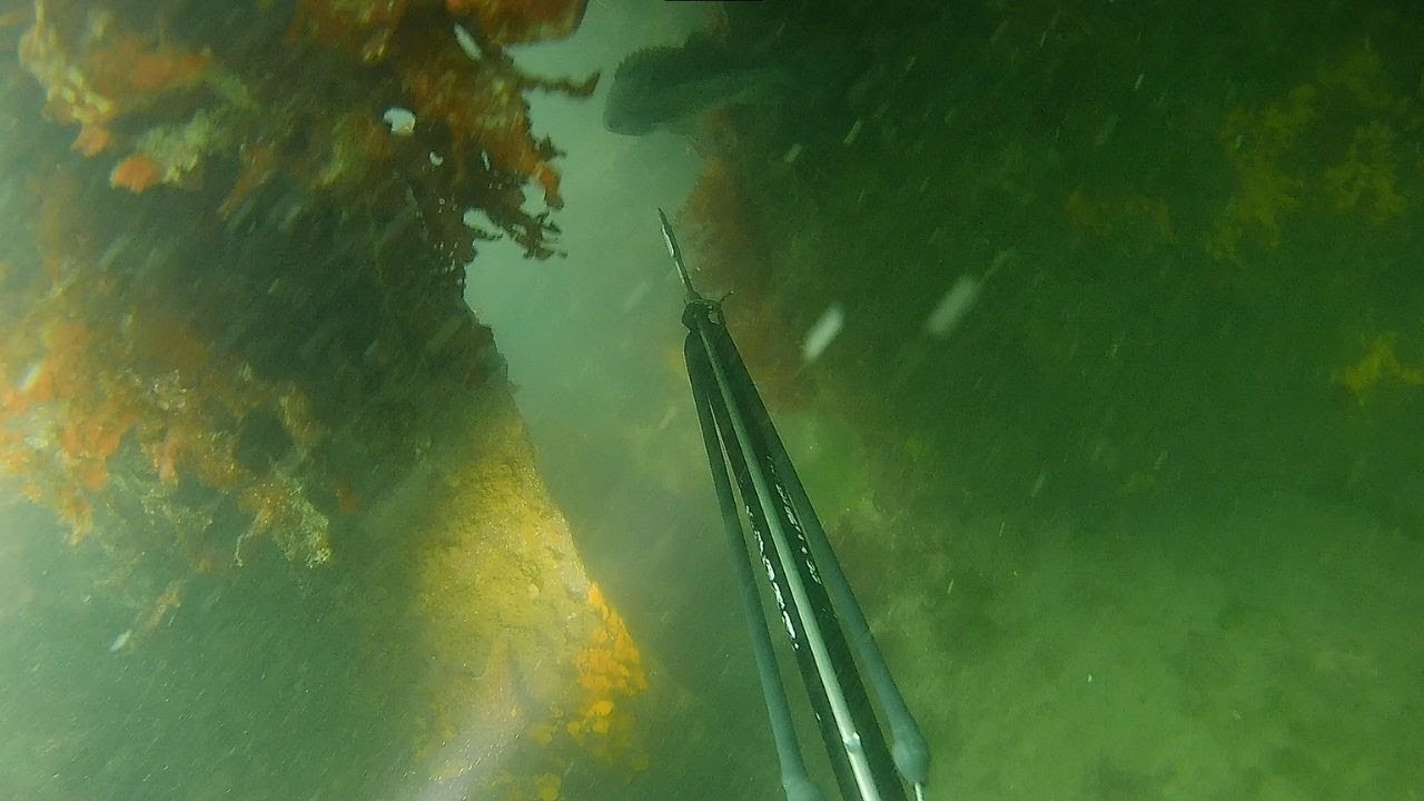 Spearfishing Newport Oregon, Rock fish limits! - YouTube
