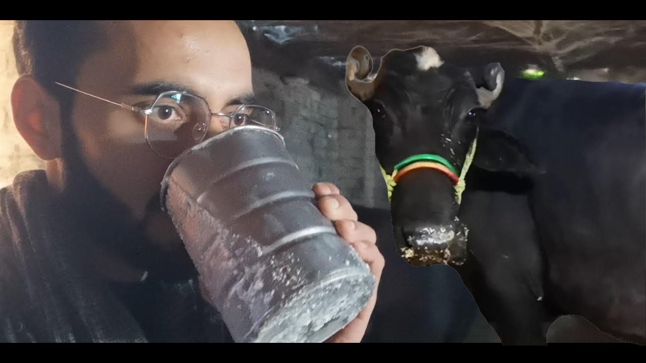 I drank Milk 🥛 Straight from the Majj (cow) #D10 - YouTube