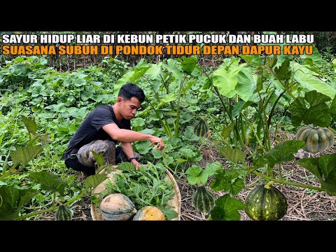 SAYURAN HIDUP LIAR DI KEBUN PETIK PUCUK & BUAH LABU DI BUAT SAYUR SANTAN | SUASANA SUBUH DI KEBUN