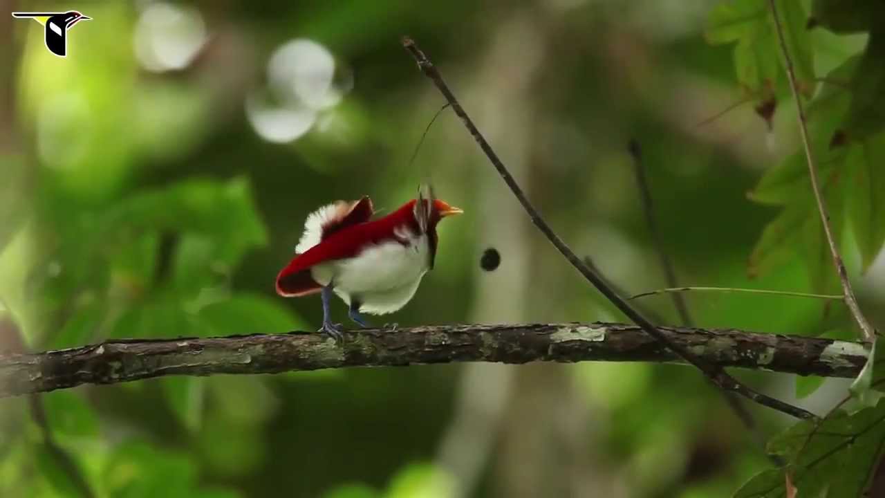 Bird Machine - YouTube