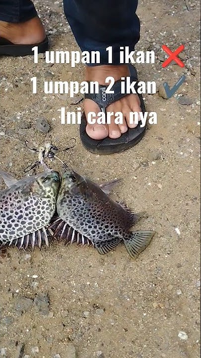 mancing garong full strike#shorts #mancing - YouTube