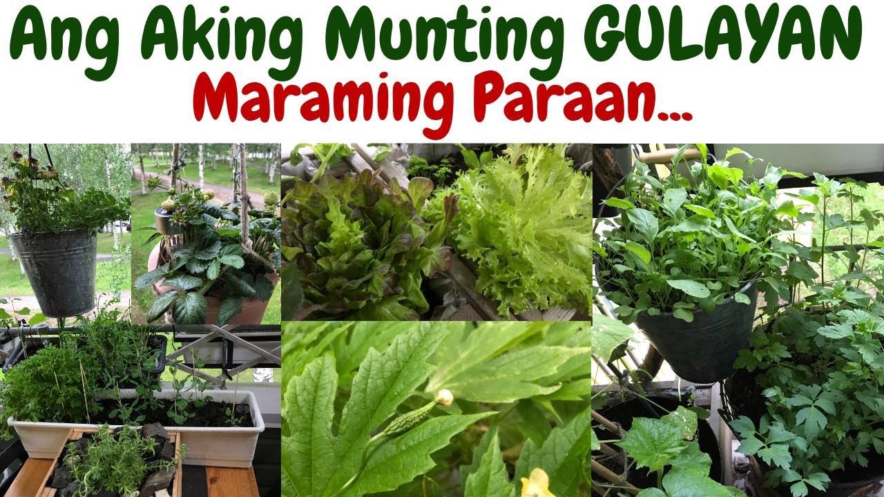 GULAYAN sa loob ng Bahay at Balkon. Papaano? Gulayan sa Munting Bakuran ...