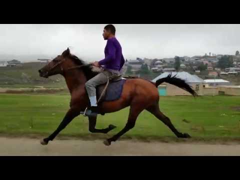 Yorga Atlar Hinal “Xoshbulaq”