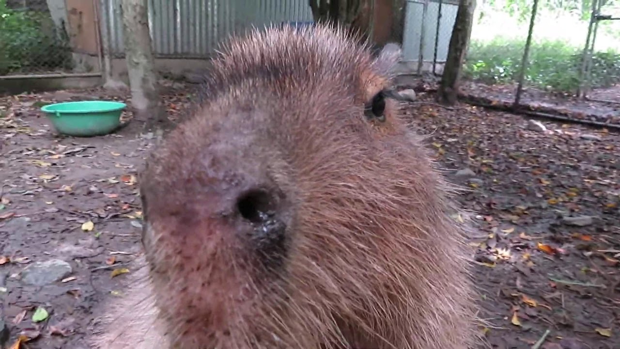 Adorable Rescued Capybara Enjoys a Scratch at Wildlife Sanctuary - YouTube