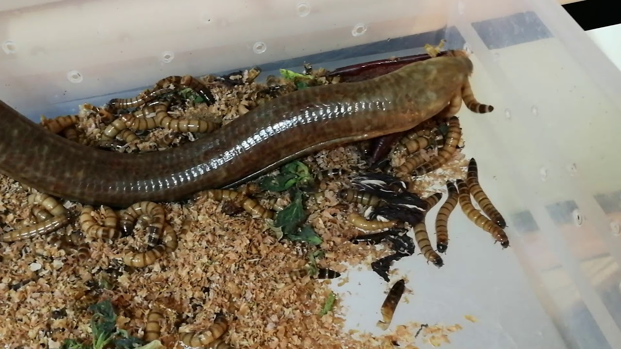 Ophisaurus apodus eating - YouTube