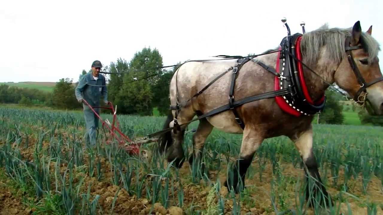 Traction animale maraichage poireaux.Horse farming. Arbeitspferde im ...