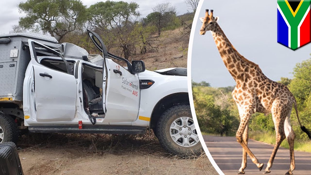 Giraffe, tourist involved in car accident in S. Africa - TomoNews - YouTube
