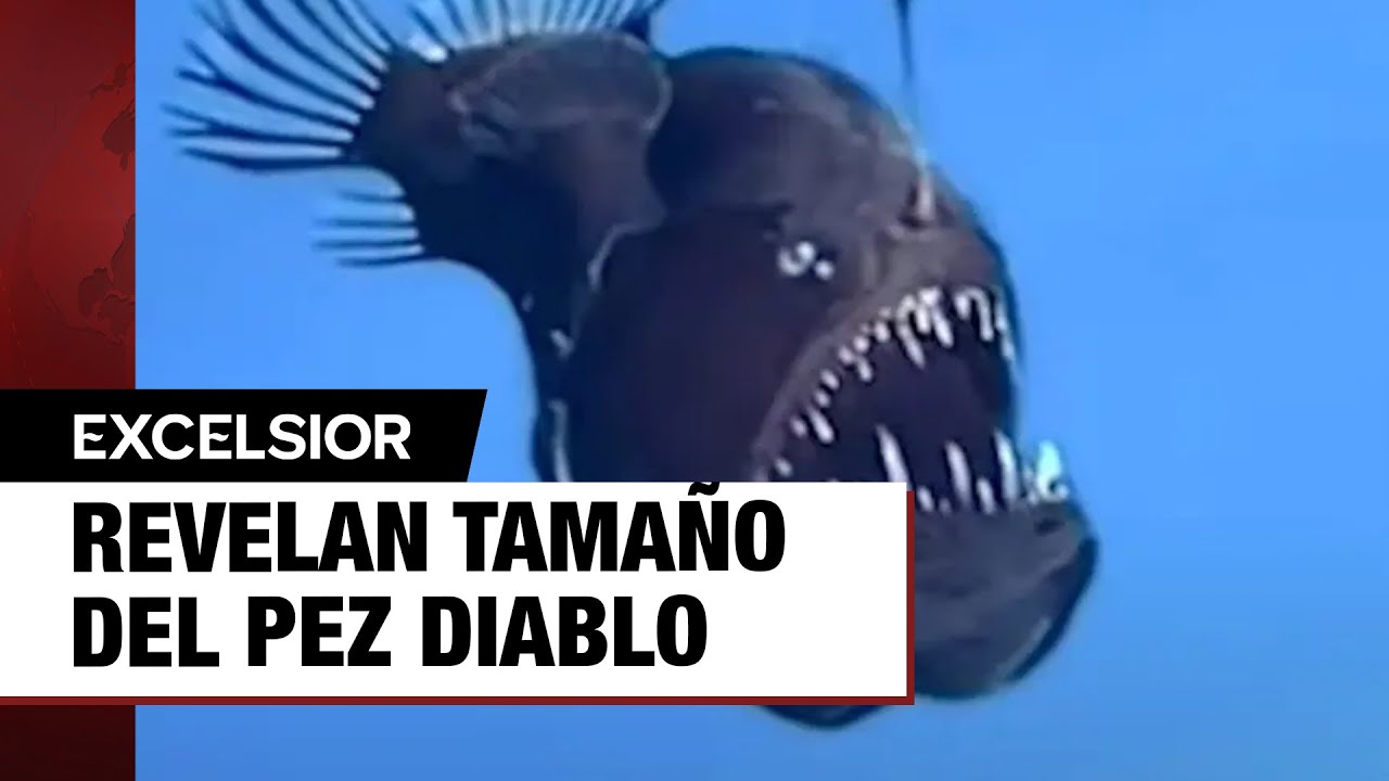 Revelan de qué tamaño era el pez diablo encontrado cerca de la ...