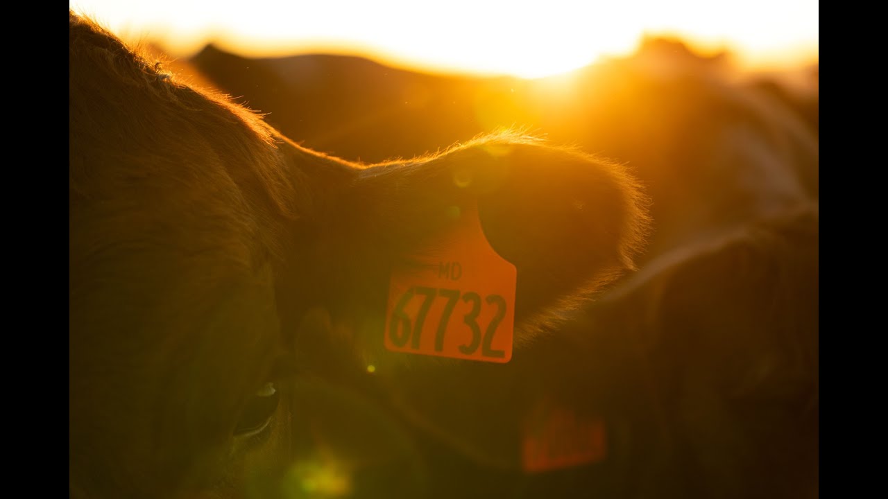 Royal Ranch- Regenerative Beef with FULL transparency - YouTube