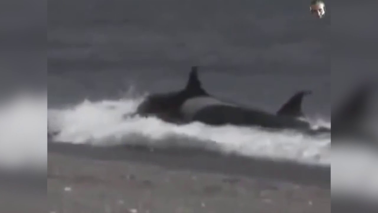 Man devoured by orcas, Hombre devorado por Orcas, videos, vidios, - YouTube