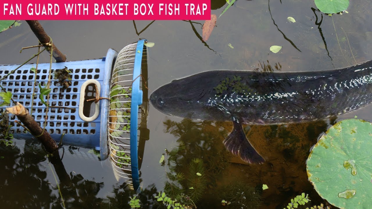 Catch Fish Using Fan Guard With Basket Box Fish Trap Fish in Cambodia 😍 ...
