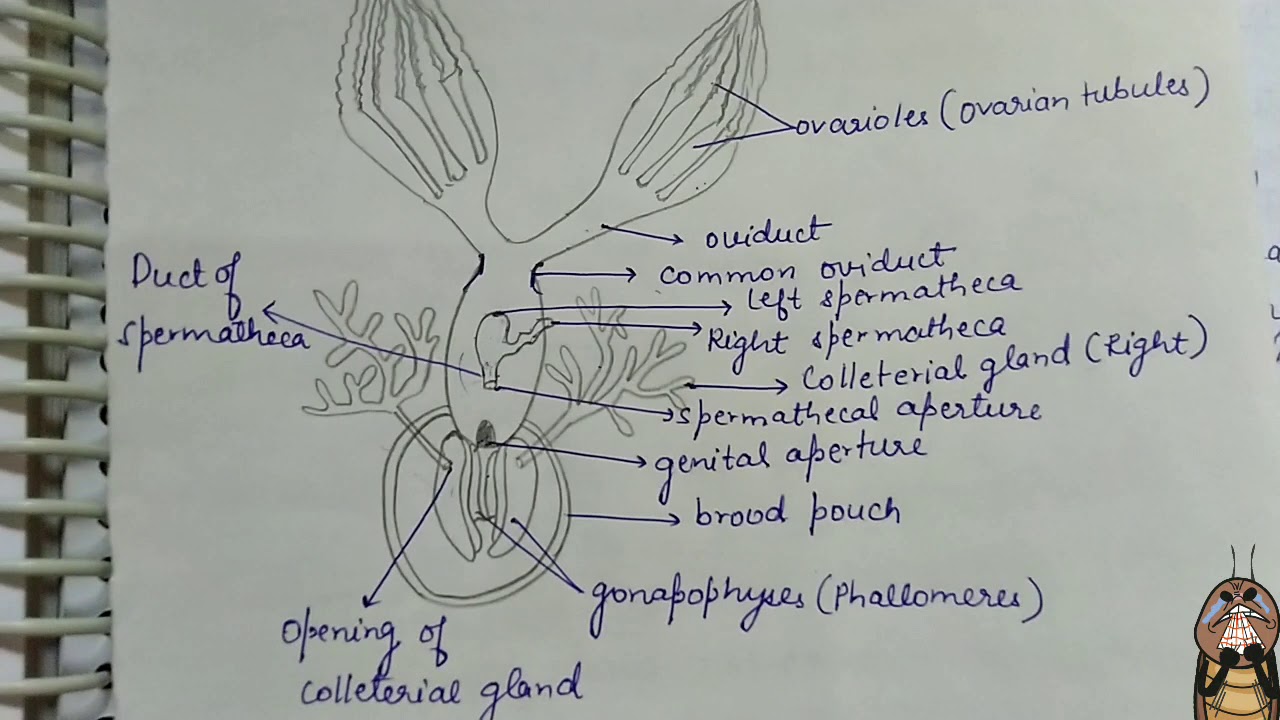 Female Reproductive System in Cockroach - YouTube
