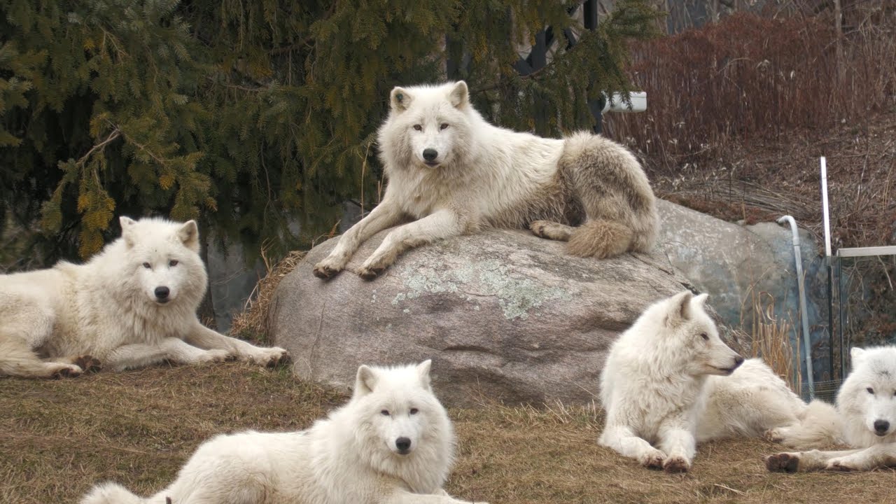 Pack of Arctic Wolves | 4K - YouTube