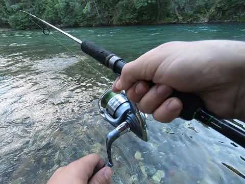 Munzur Tunceli Ovacık kırmızı benekli alabalık.