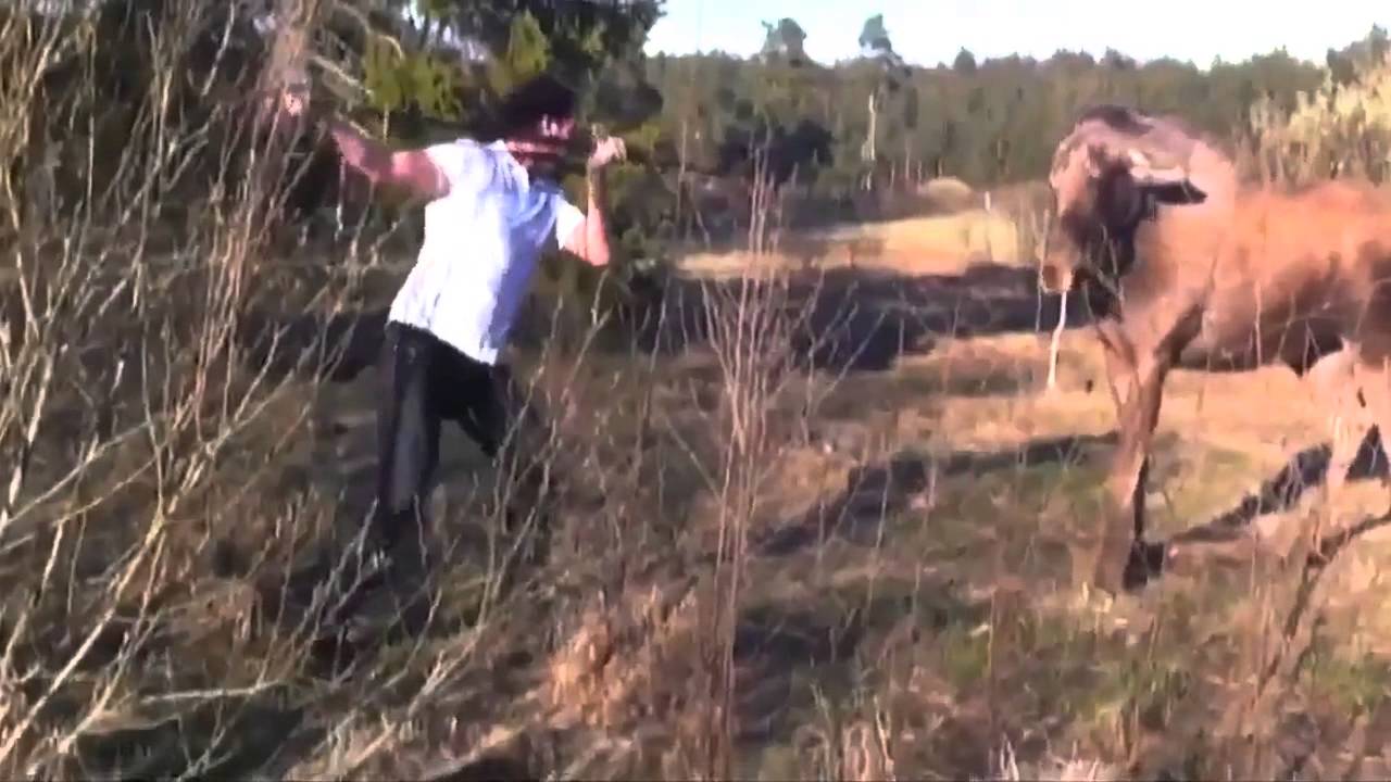 Funny bear and moose LOL - YouTube