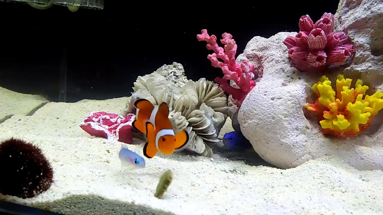 Blue gudgeon goby feeding on an algae wafer - YouTube