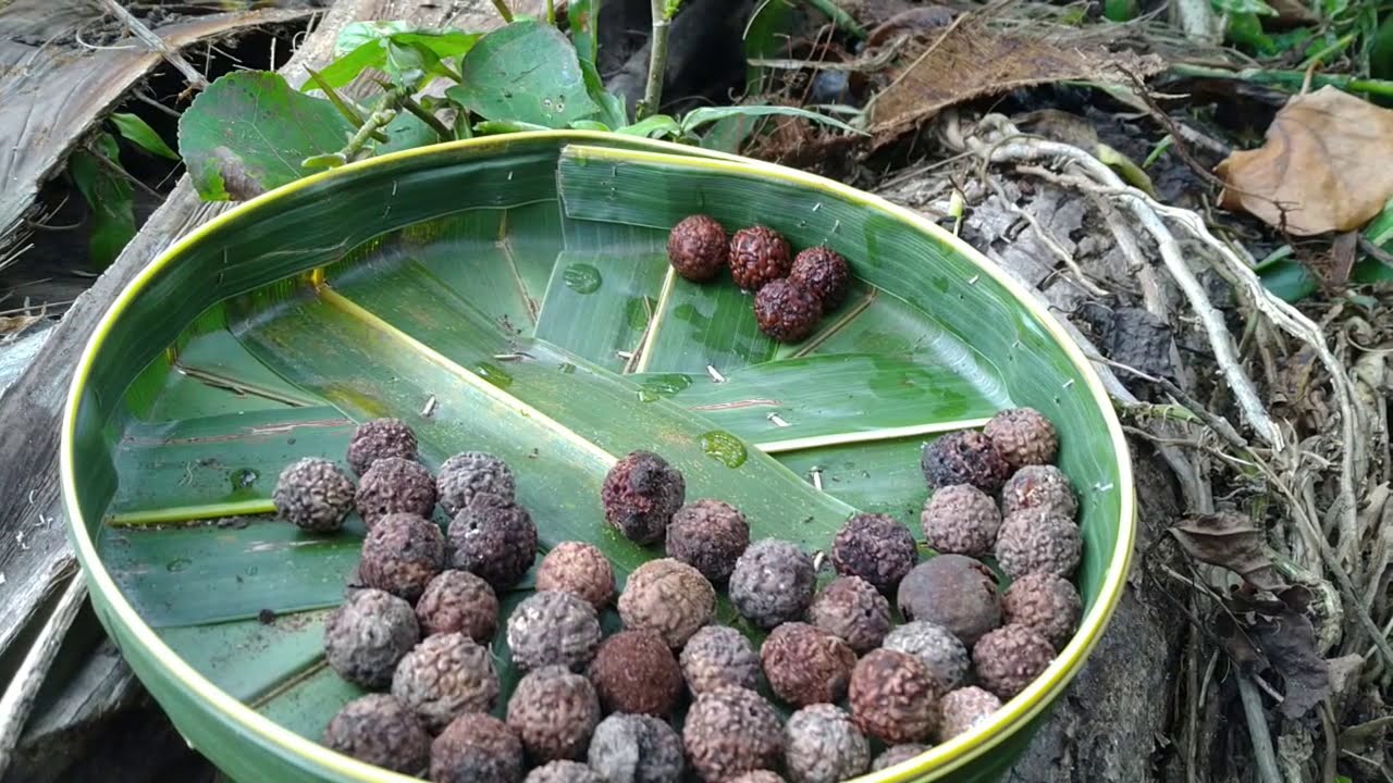Buah Rudraksha/Genitri/Jenitri - YouTube