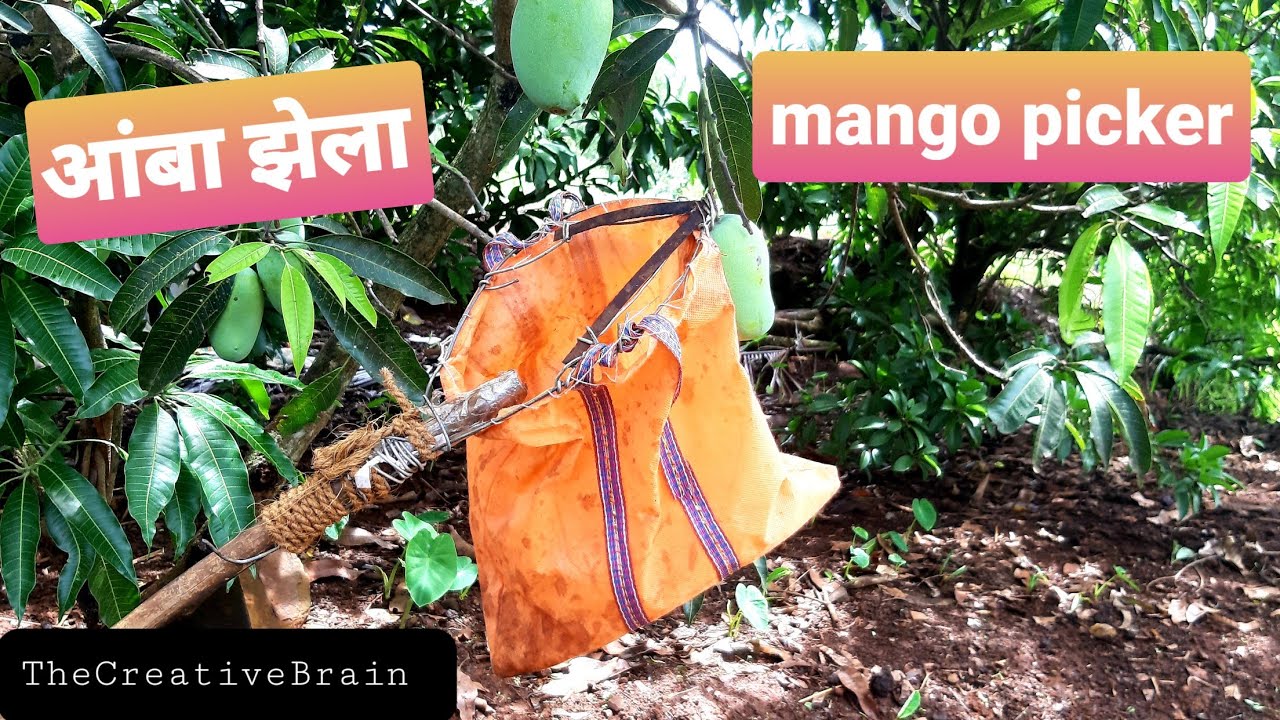 Mango picker आंबा झेला. Homemade. - YouTube