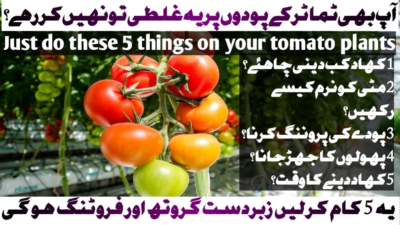 5 tips for tomato plant | just do these simple things | max production ...