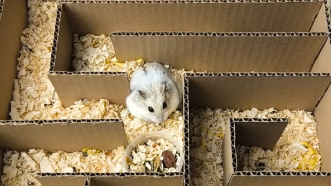 DIY Cardboard Maze for Hamsters 🐹🐾 - YouTube