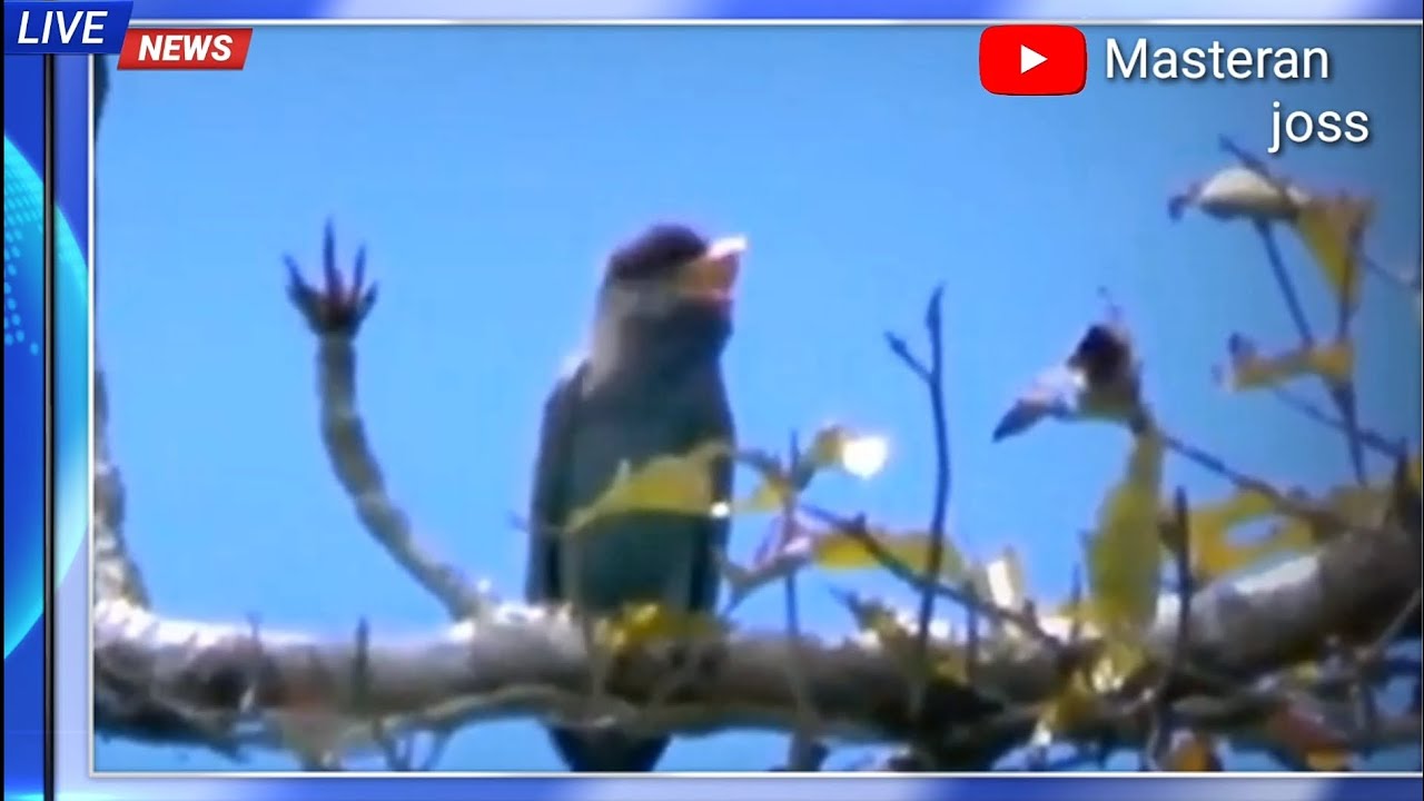 Habitat Asli Burung Tengkek Buto - YouTube