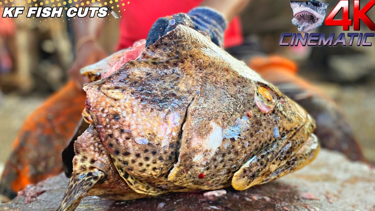 35 KG GROUPERS FISH HEAD CUTTING & BROKEN🔪KASIMEDU FISH CUTTING🔪KF FISH ...