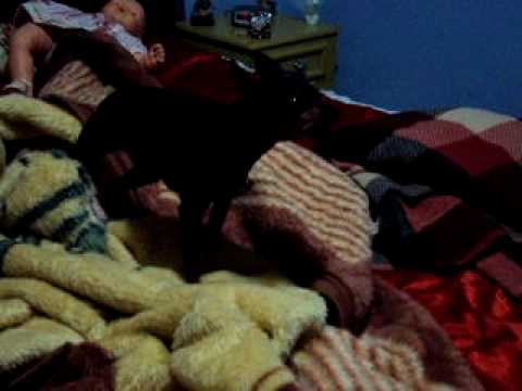 Nem o cachorro quer ser flamenguista.