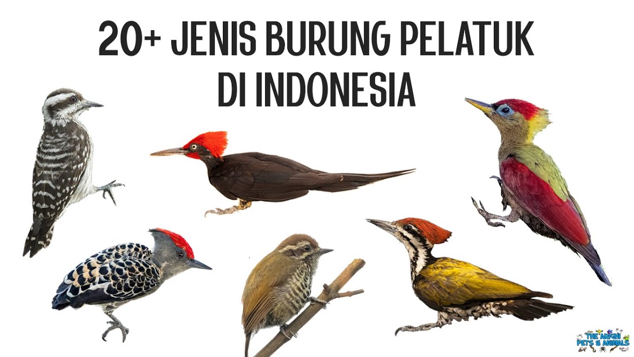 20+ Jenis Burung Pelatuk (Woodpecker) di Indonesia - YouTube