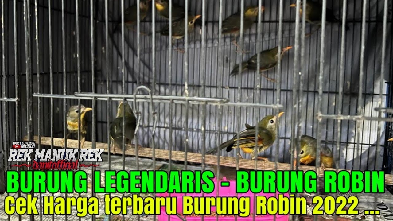Burung Robin - Harga terbaru burung Robin 2022 - YouTube