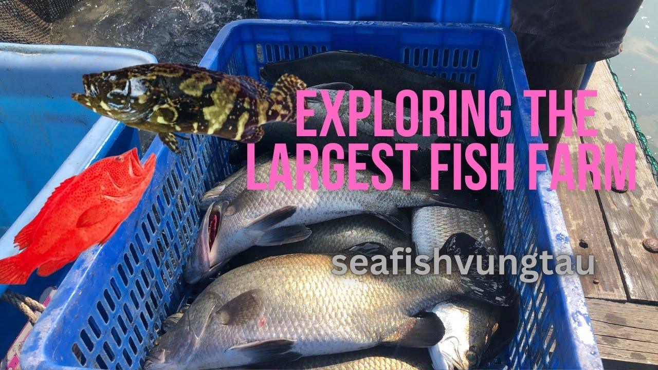 Exploring the Largest Fish Farm in Vung Tau #fish #fishfarming - YouTube