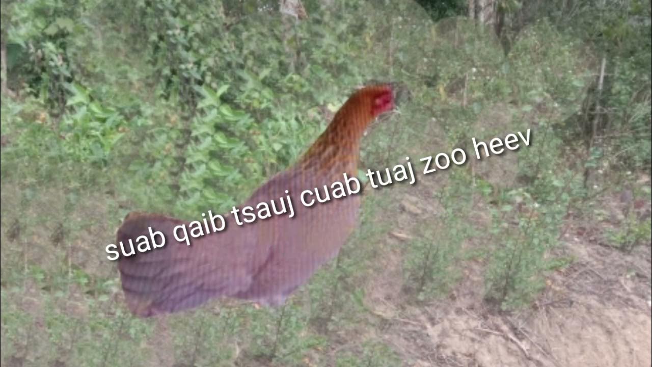 suab qaib tsauj cuab tuaj zoo heev - YouTube