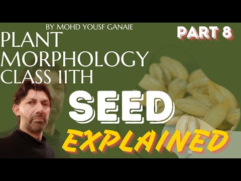 PLANT MORPHOLOGY | SEED | CLASS 11TH | MOHD YOUSF GANAIE BOTANY TEACHER ...