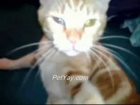 Cat Attacks Camera (Funny) from PetYay - YouTube