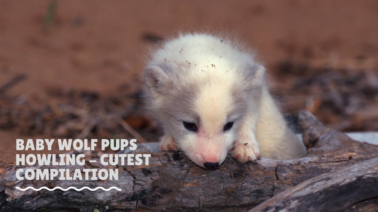 Baby Wolf Pups Howling CUTEST Compilation - YouTube